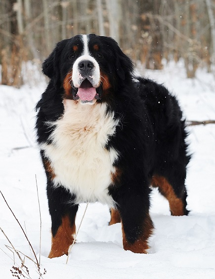 Duc - SwissRidge Kennels